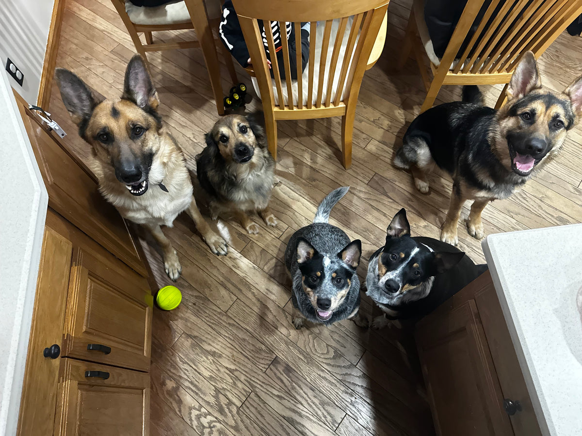 Pawsitive Pet Products - Shop Now